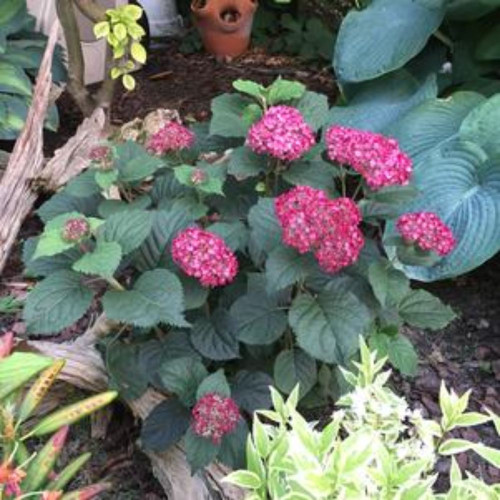 Magical® Ruby Red Hydrangea | Plant Addicts