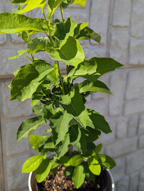 Northern Spicebush | Plant Addicts