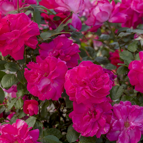 Highwire Flyer™ Climbing Rose | Plant Addicts