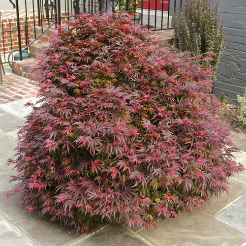 Emperor I® Japanese Maple | Plant Addicts