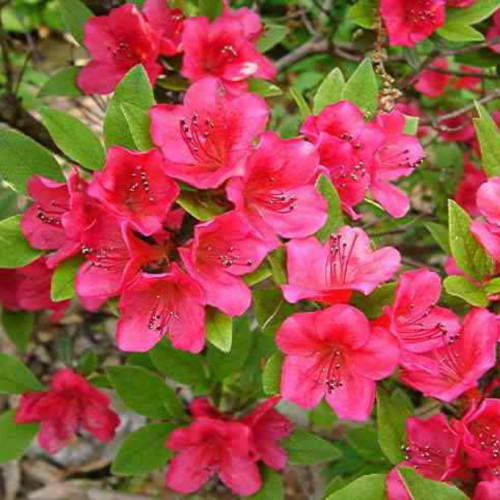 Bixby Azalea | Plant Addicts