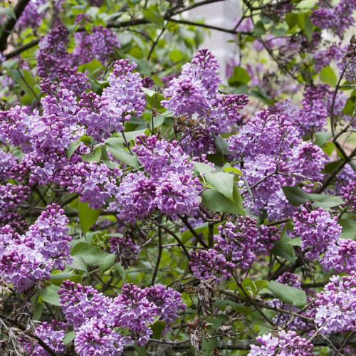 Common Lilac | Plant Addicts