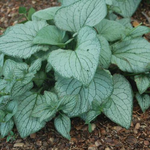 Sea Heart Forget Me Not | Plant Addicts