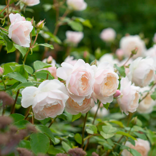Desdemona Rose | Plant Addicts