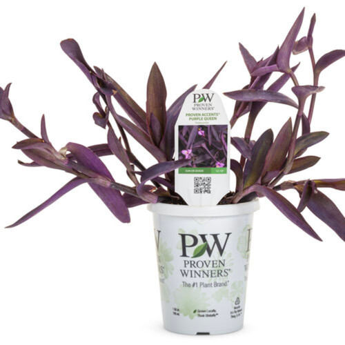 Proven Accents® Purple Queen Spiderwort | Plant Addicts