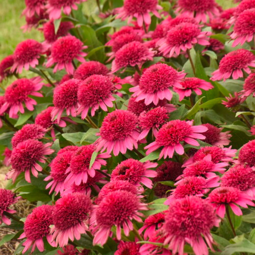 Double Coded™ Raspberry Beret Coneflower | Plant Addicts