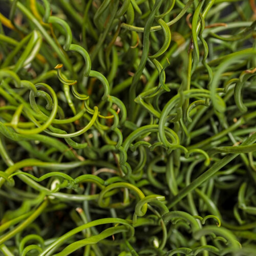 Graceful Grasses® Curly Wurly Corkscrew Rush | Plant Addicts