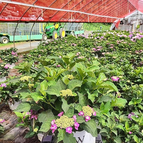 Tuff Stuff Top Fun™ Hydrangea | Plant Addicts