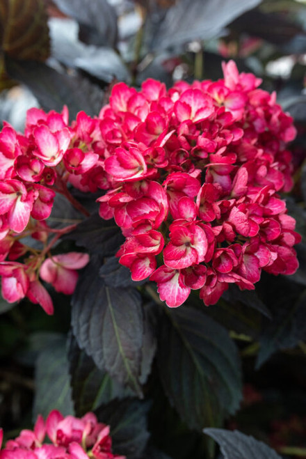 First Editions® Eclipse® Hydrangea | Plant Addicts