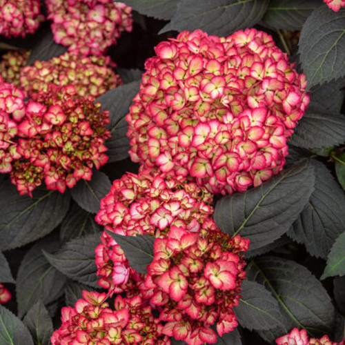 First Editions® Eclipse® Hydrangea | Plant Addicts