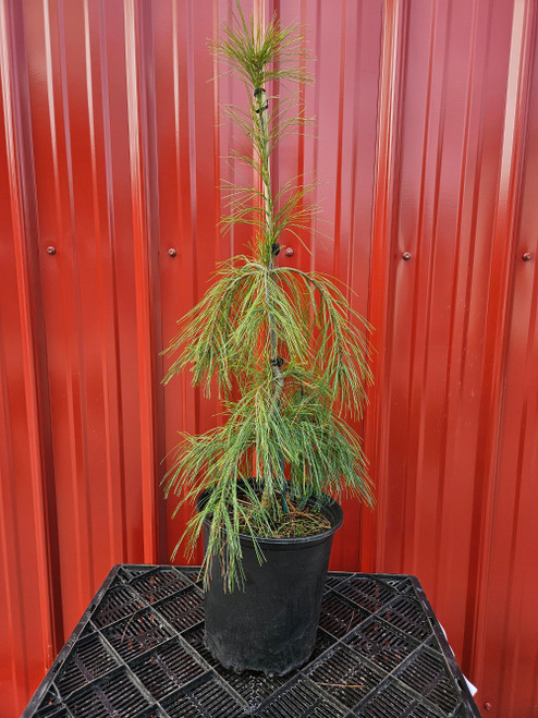 Angel Falls Weeping White Pine | Plant Addicts