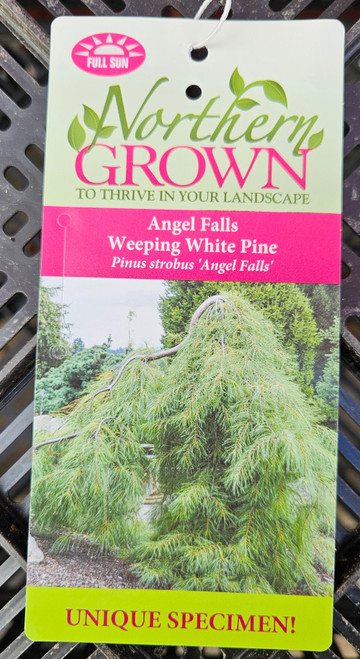 Angel Falls Weeping White Pine | Plant Addicts