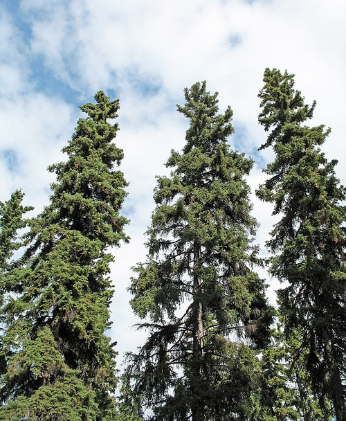 White Spruce | Plant Addicts