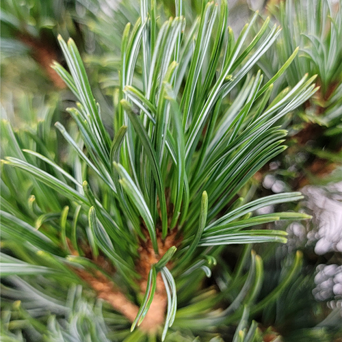 Extra Blue Limber Pine | Plant Addicts