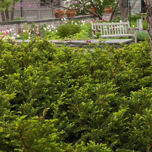 Taunton Spreading Yew | Plant Addicts