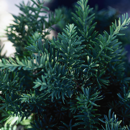 Taunton Spreading Yew | Plant Addicts