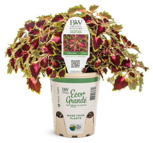ColorBlaze® Cherry Drop Coleus | Plant Addicts