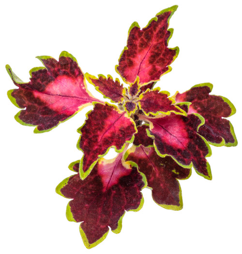ColorBlaze® Cherry Drop Coleus | Plant Addicts