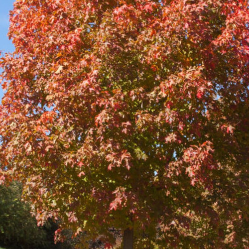 Sugar Maple | Plant Addicts
