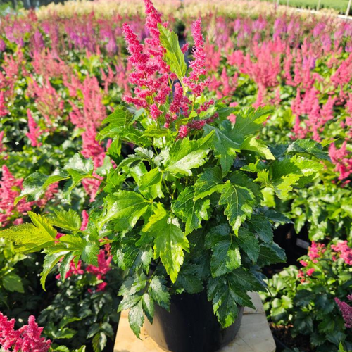 Younique™ Ruby Red Astilbe | Plant Addicts