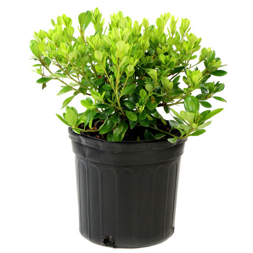 Hot Shot Azalea | Plant Addicts