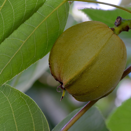 Pignut Hickory Tree | Plant Addicts