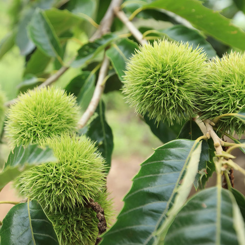 Chinese Chestnut Tree | Plant Addicts