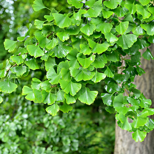 Ginkgo Tree | Plant Addicts