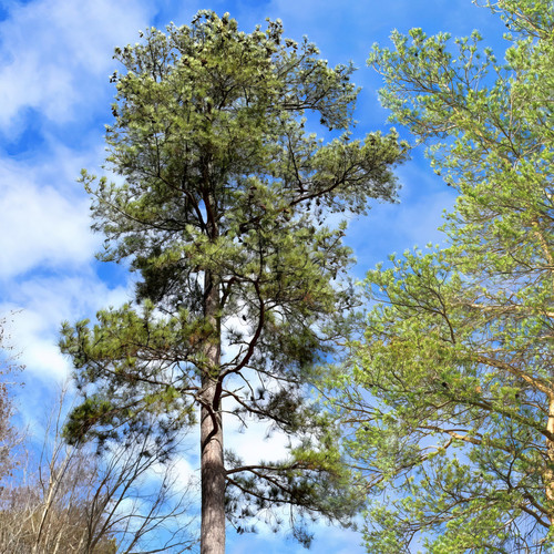 Loblolly Pine Tree | Plant Addicts