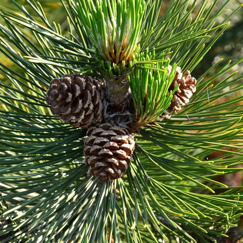 Loblolly Pine Tree | Plant Addicts