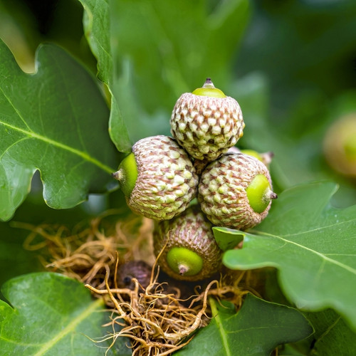 Overcup Oak Tree | Plant Addicts
