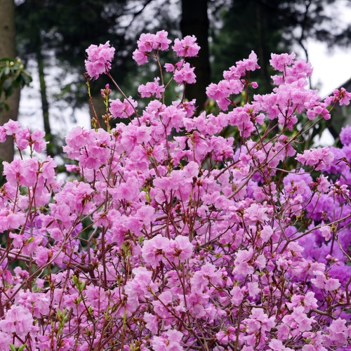 Elsie Lee Azalea | Plant Addicts