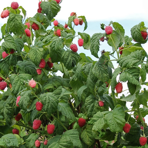 Thornless Caroline Raspberry | Plant Addicts