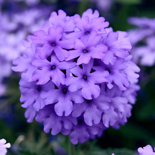Blue Improved EnduraScape™ Verbena | Plant Addicts