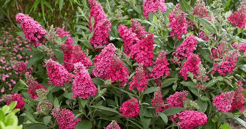 Li'l Raspberry™ Butterfly Bush | Plant Addicts