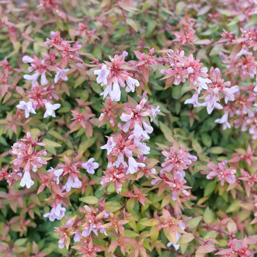 Poco Loco™ Abelia | Plant Addicts