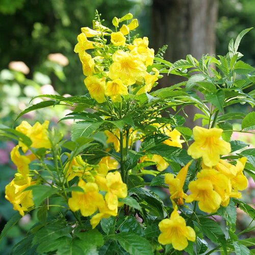 Chicklet® Gold Tecoma | Plant Addicts