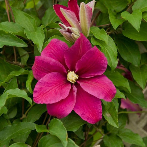 Sunset Clematis | Plant Addicts