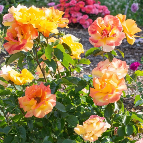 Fiesta Veranda® Rose | Plant Addicts