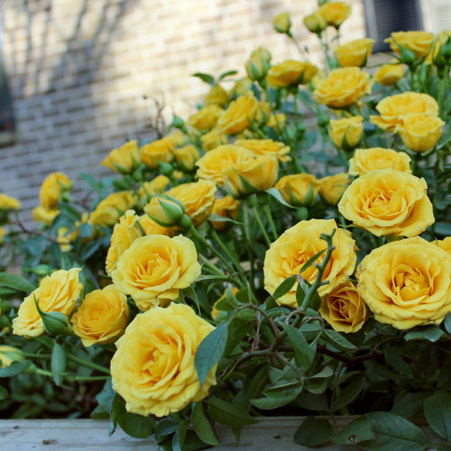 Colorful Miniature Rose Collection | Plant Addicts