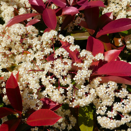 Dynamo Red™ Photinia | Plant Addicts