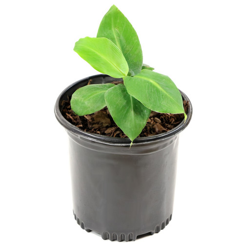 Truly Tiny Banana Tree Plant Addicts