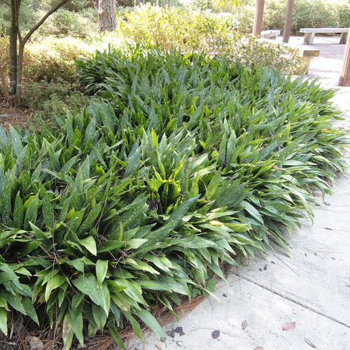 Girard's Roberta Evergreen Azalea | PlantAddicts.com