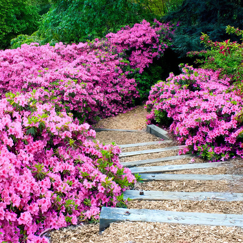 Formosa Azalea | PlantAddicts.com