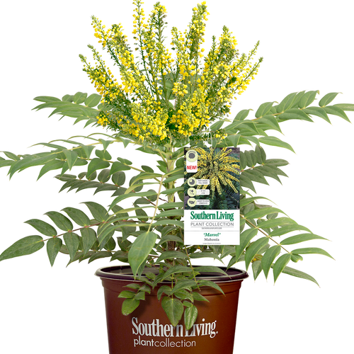 Marvel Mahonia | PlantAddicts.com