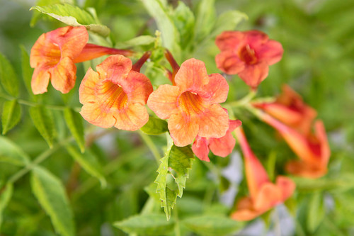 Bells of Fire Tecoma - Esperanza | PlantAddicts.com