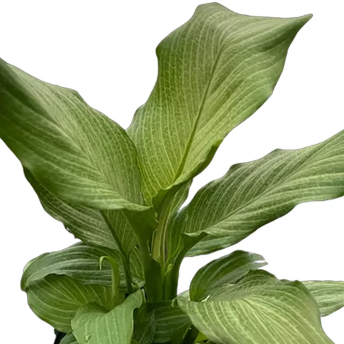 Platinum Mist Spathiphyllum | Plant Addicts