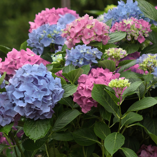 LA Dreamin Hydrangea | Plant Addicts