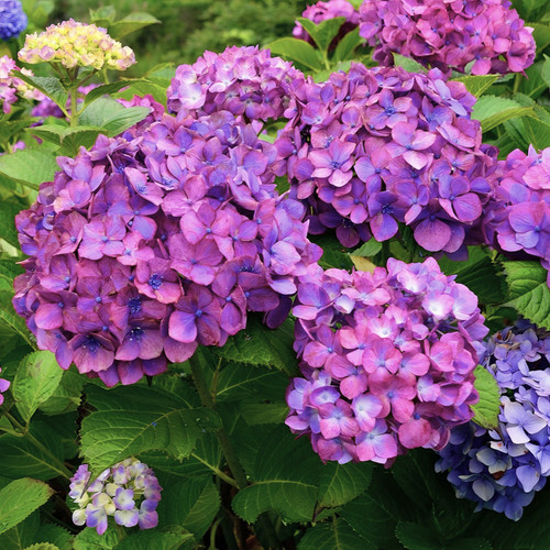 Lime Lovebird Hydrangea | Plant Addicts