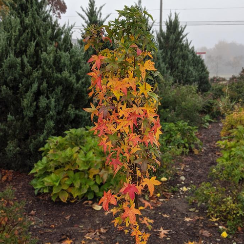 Sweetgum Tree | Plant Addicts